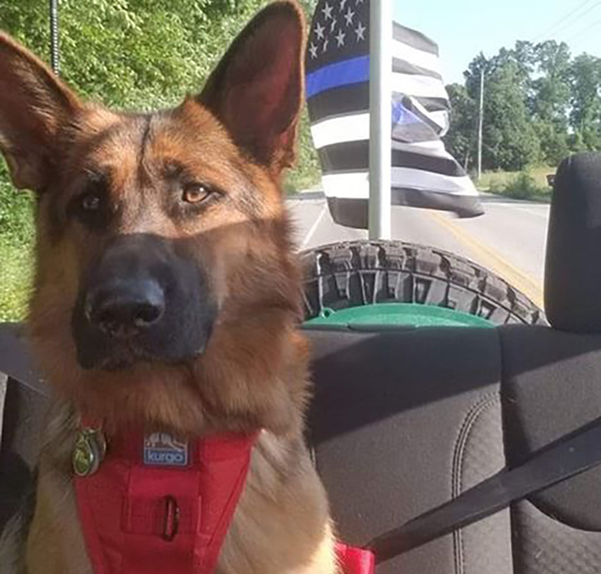 How Do I Keep My Pet Safe When Off-Roading? | Quadratec