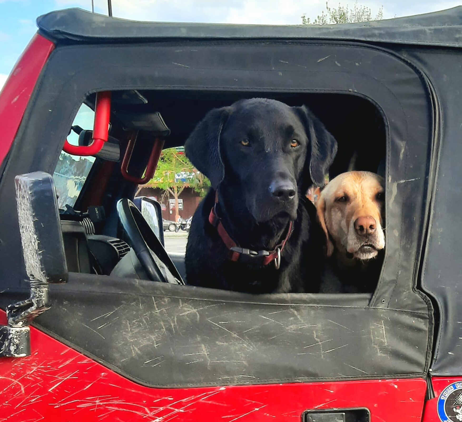 How Do I Keep My Pet Safe When Off-Roading? | Quadratec