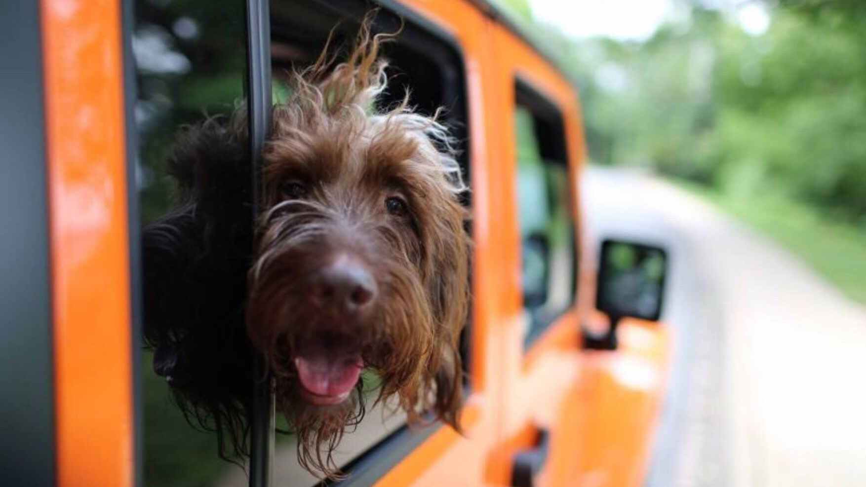 How Do I Keep My Pet Safe When Off-Roading? | Quadratec