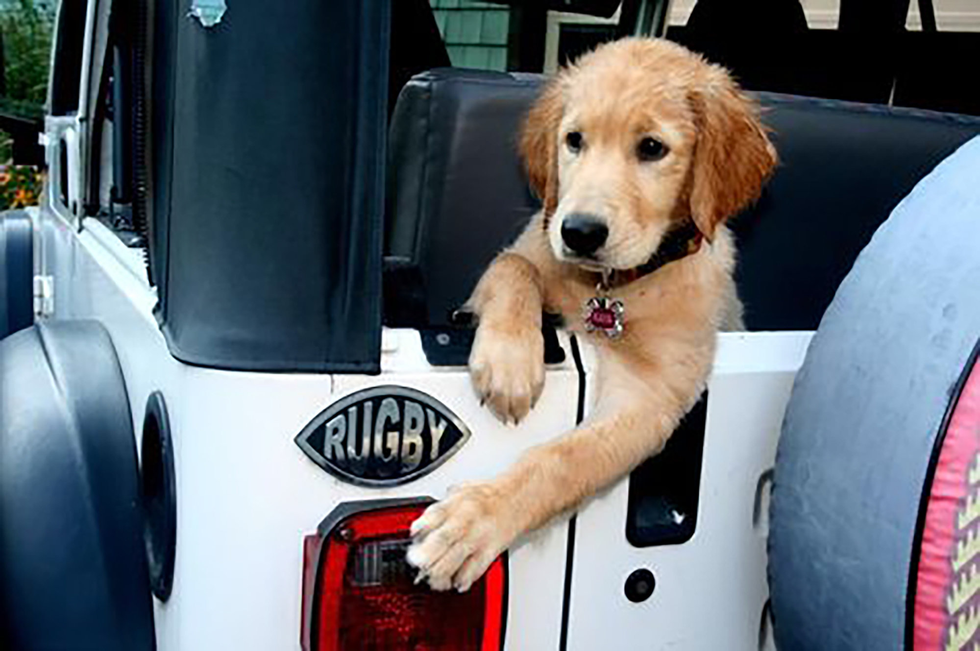 Autotrader Names Jeep Wrangler A Top Vehicle To Own For Dog Lovers ...